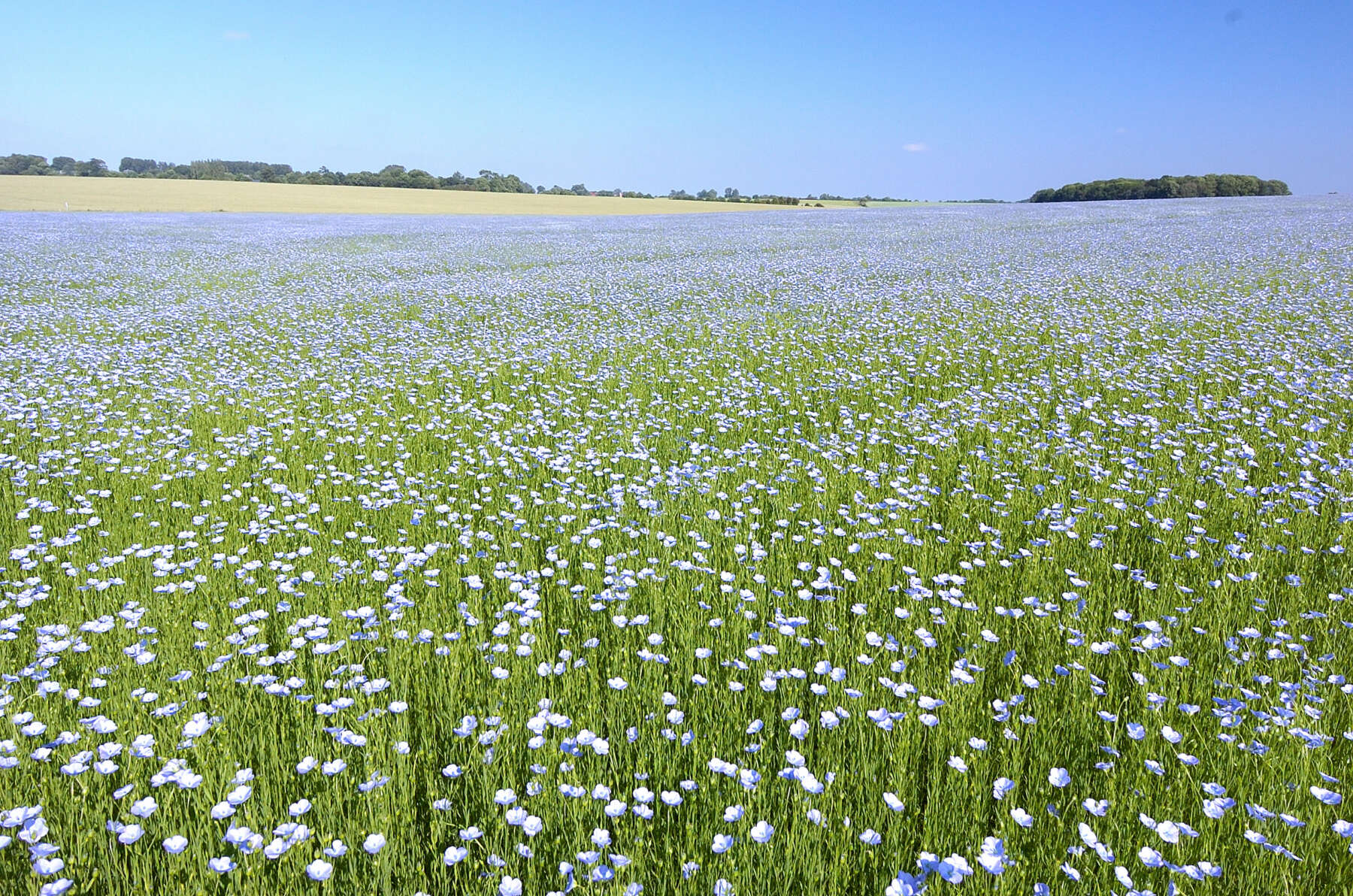 La French Filature : produire du lin pour du Made in France ! - FFI